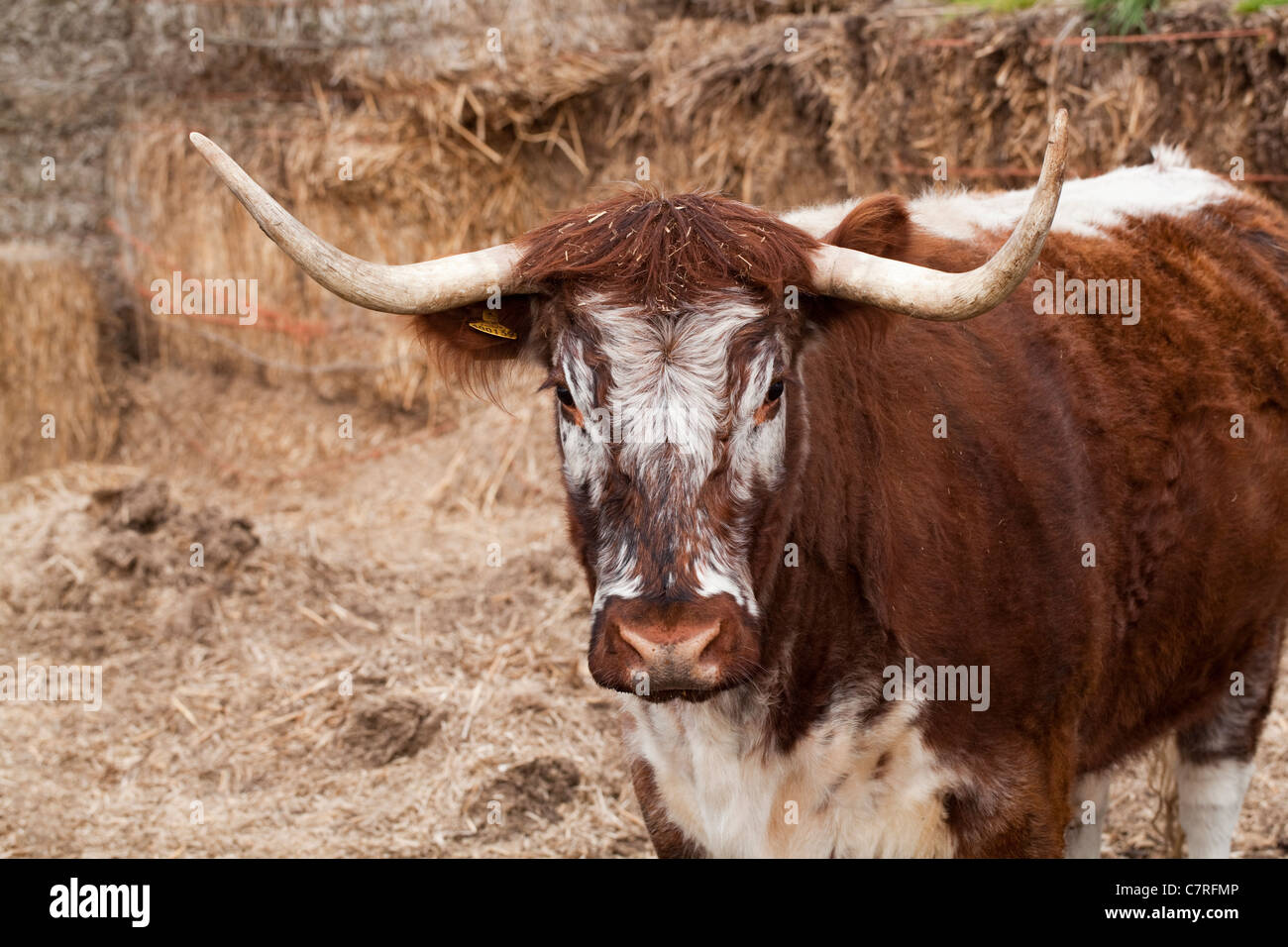English longhorn hi-res stock photography and images - Alamy