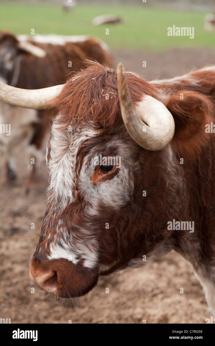 Roan cow hi-res stock photography and images - Alamy