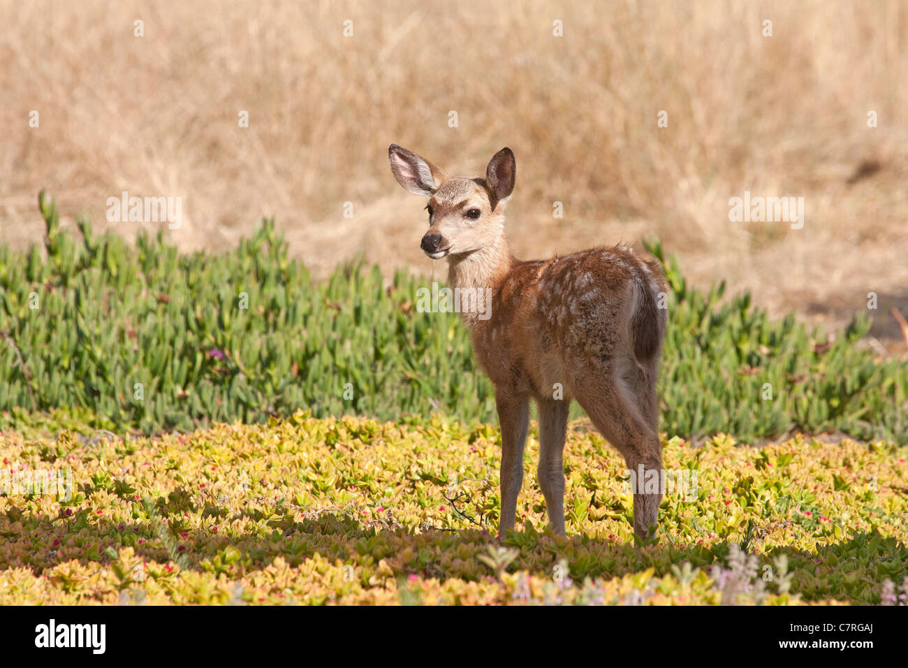 Black tailed Deer Fawn Stock Photo - Alamy