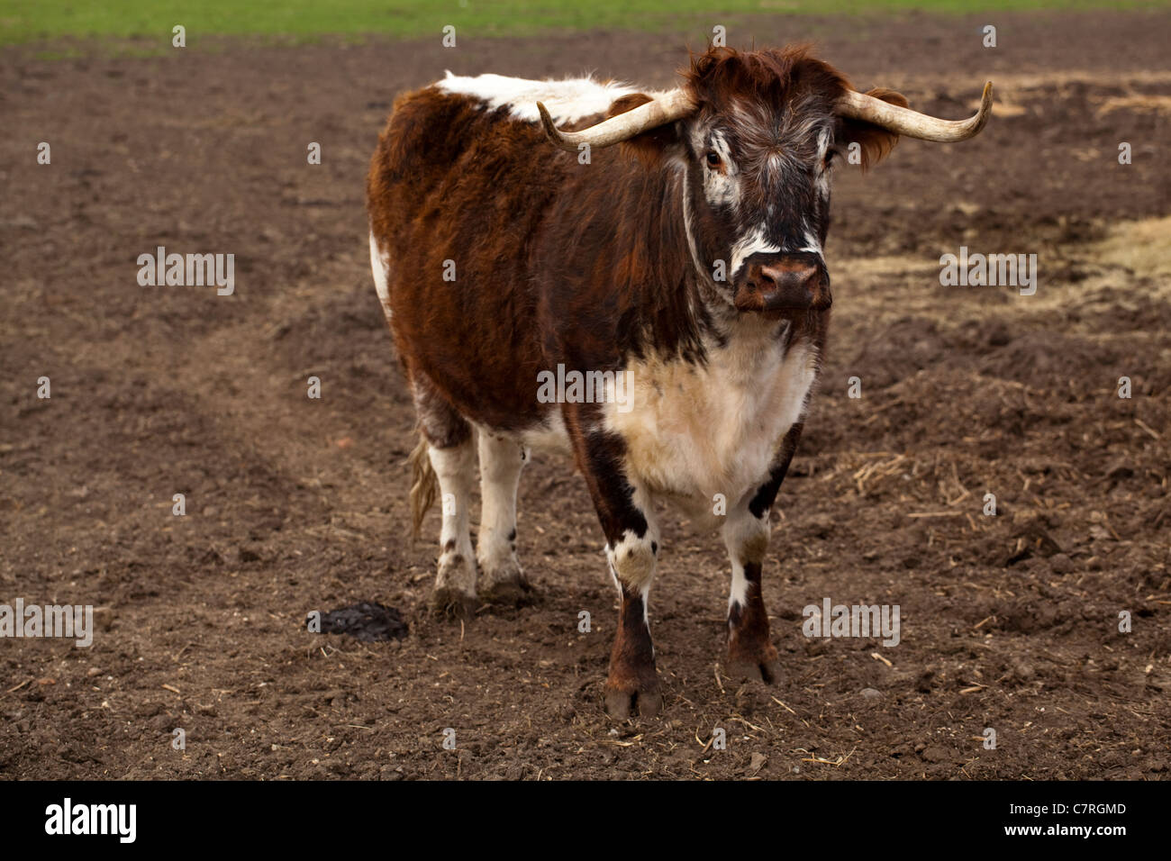 English Longhorn Cow (Bos taurus). Suffolk Stock Photo - Alamy