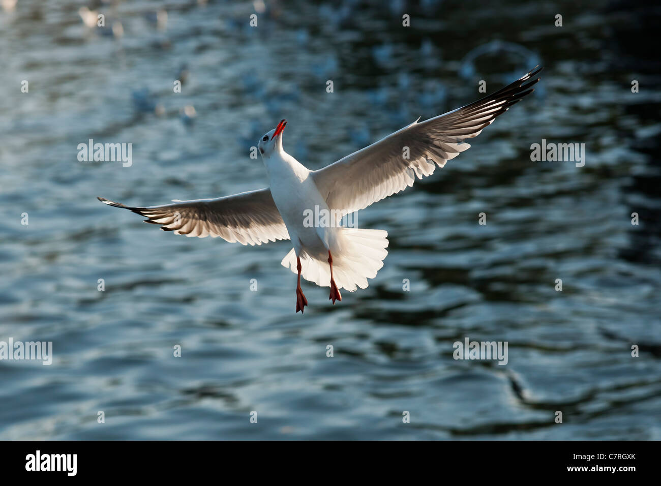 Pan view water looking up hi-res stock photography and images - Alamy