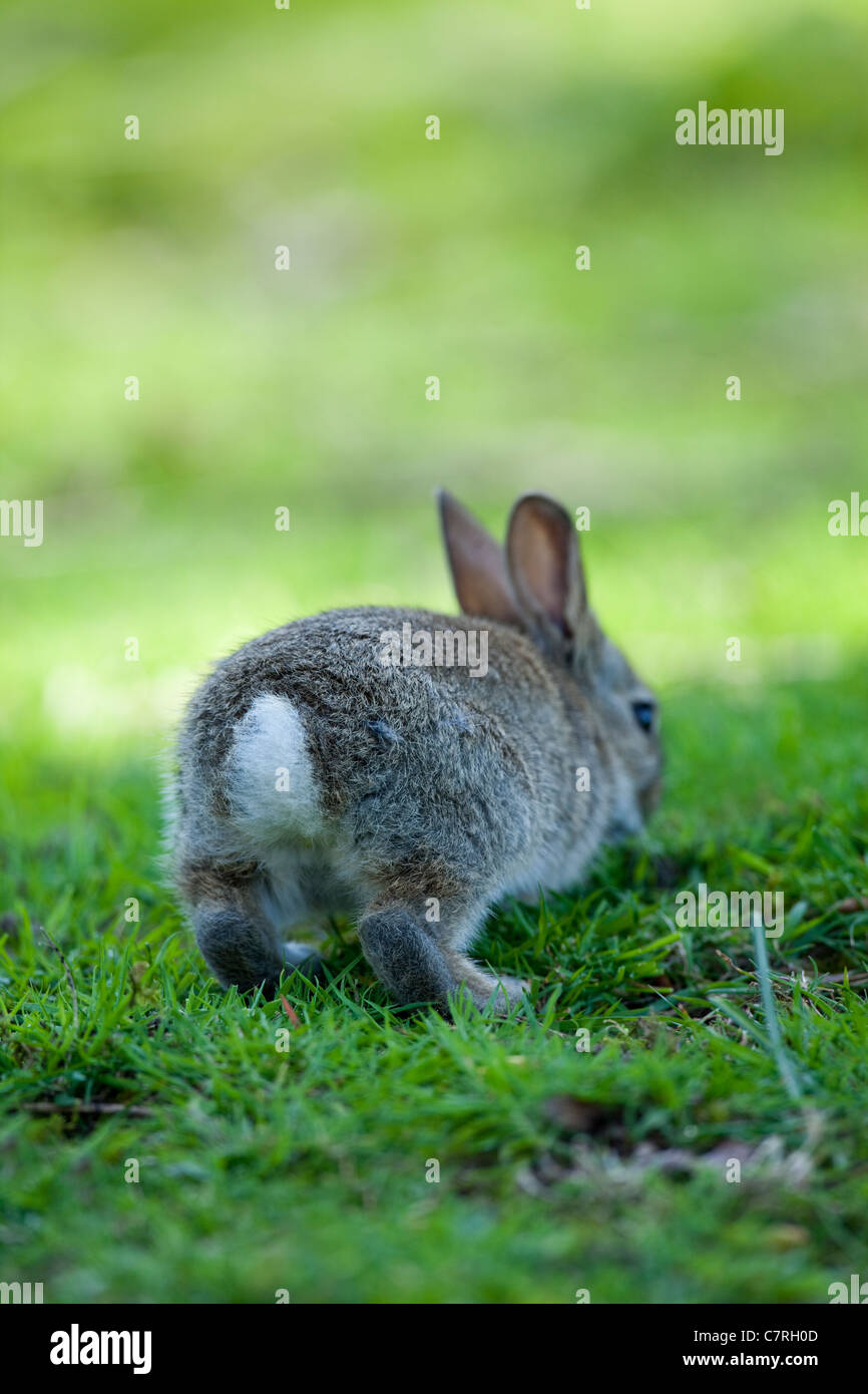 Wild Baby Bunny Tail