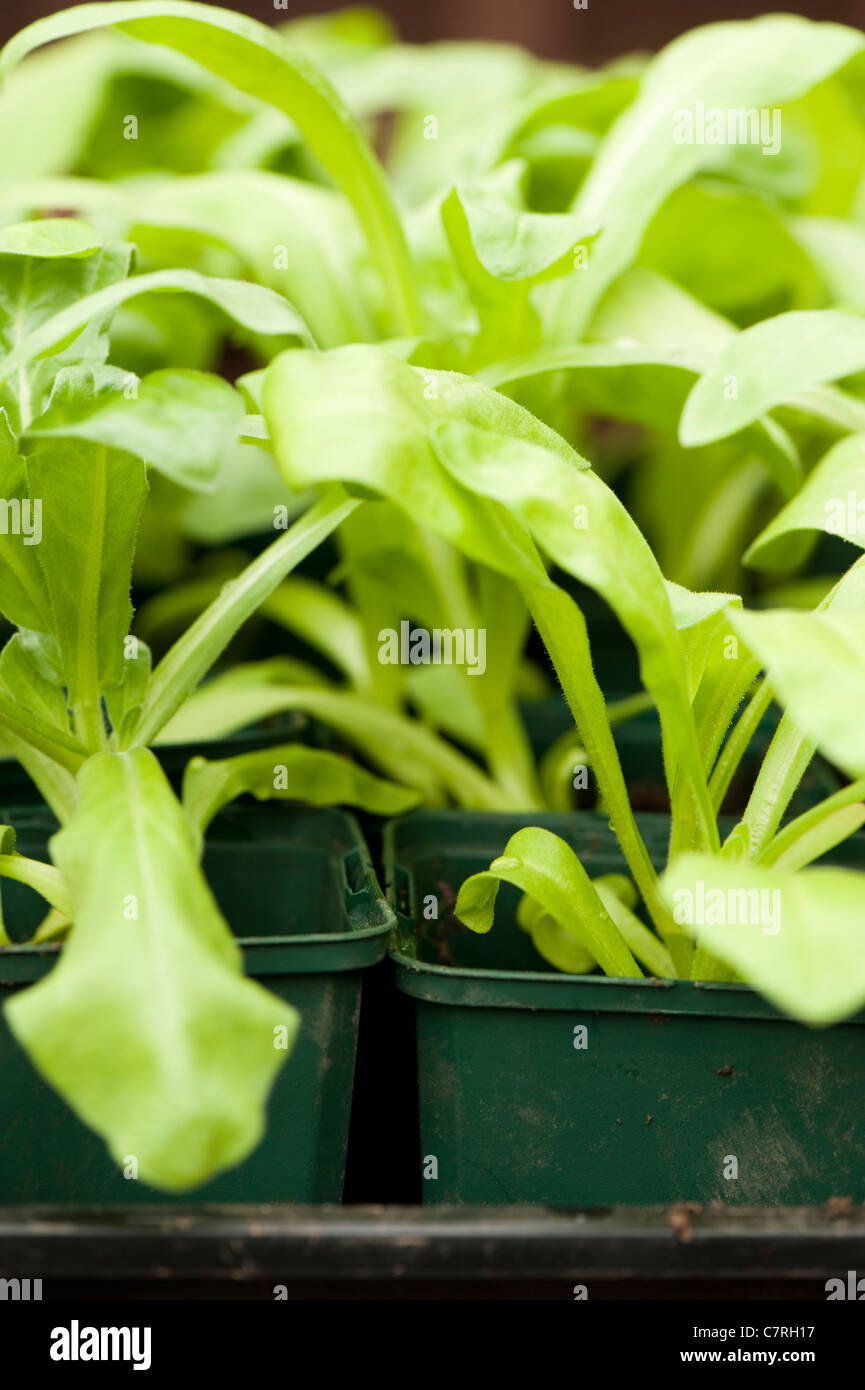 Young Pot Marigold plants, Calendula officinalis 'Citrus Cocktail ...