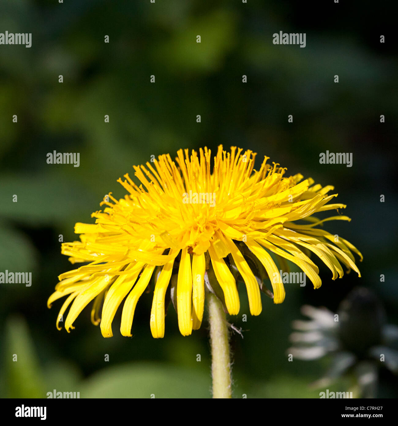 Close up of a dandelion, Alblasserdam, South-Holland, Netherlands Stock ...