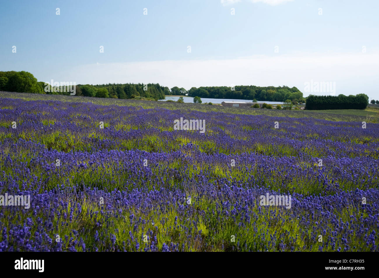Field of Lavender, Lavandula x intermedia ‘Grosso’, at Snowshill ...