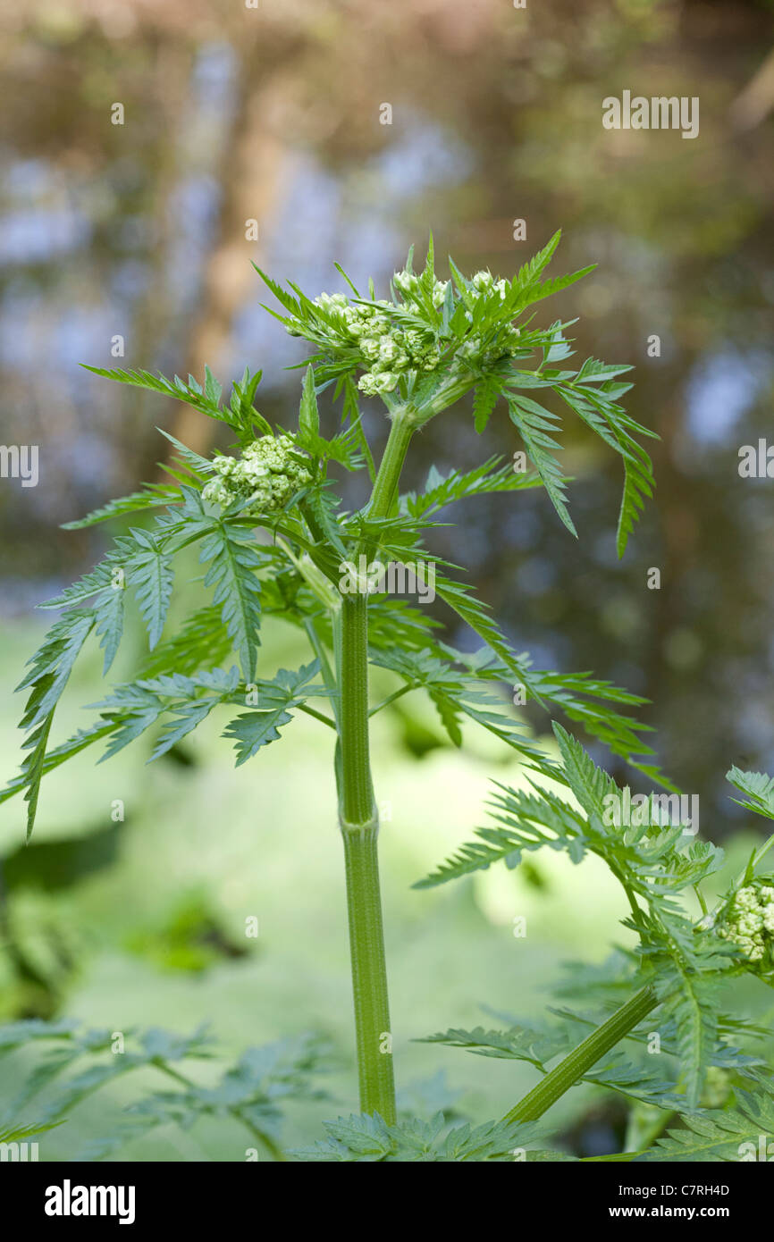 Bud of Cow Parsley (Anthriscus sylvestris), Alblasserdam, South-Holland ...