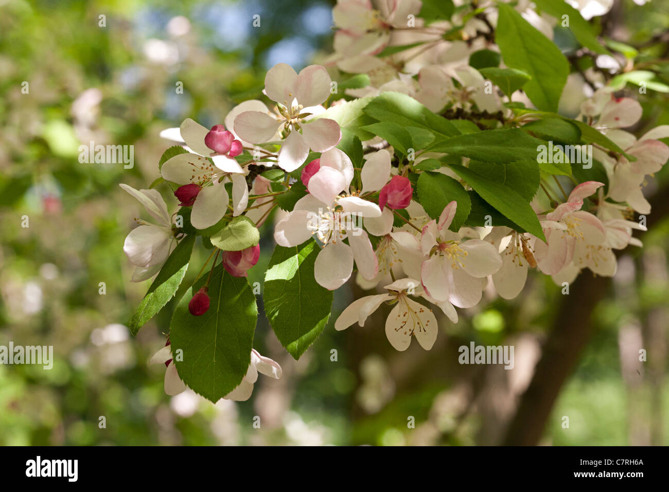 Blossom of a wild apple tree in a park, Alblasserdam, South-Holland ...