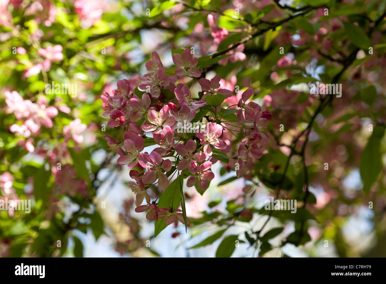 Blossom of a wild apple tree in a park, Alblasserdam, South-Holland ...