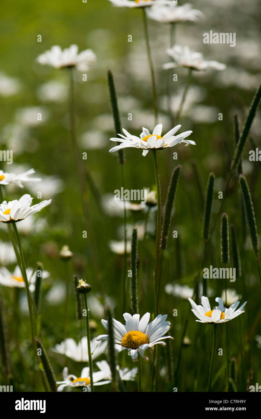 Oxeye Daisies, Leucanthemum vulgare, in flower Stock Photo - Alamy