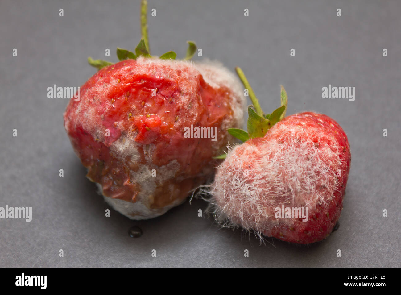 Rhizopus hi-res stock photography and images - Alamy