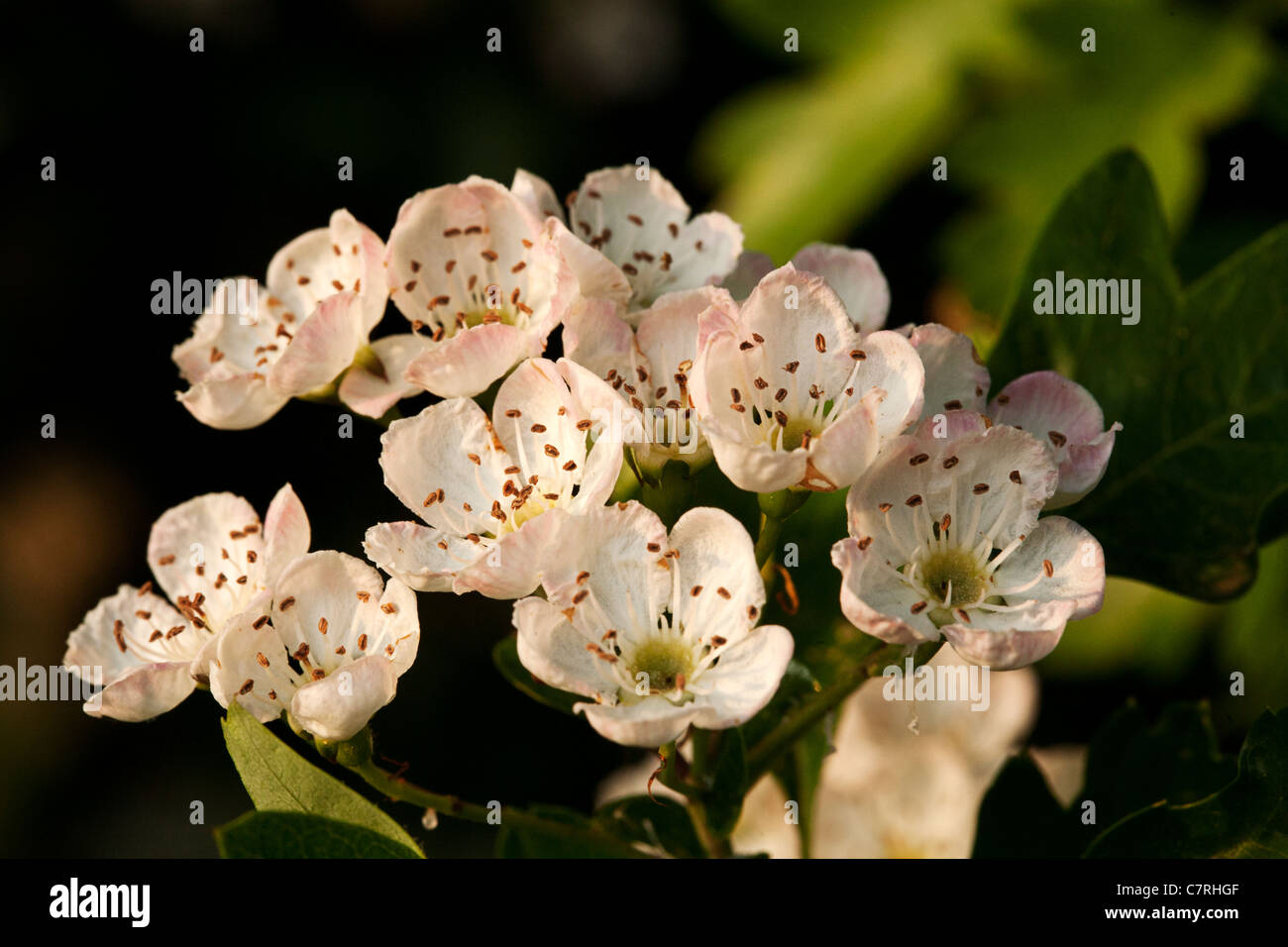 Overblown flowers hi-res stock photography and images - Alamy