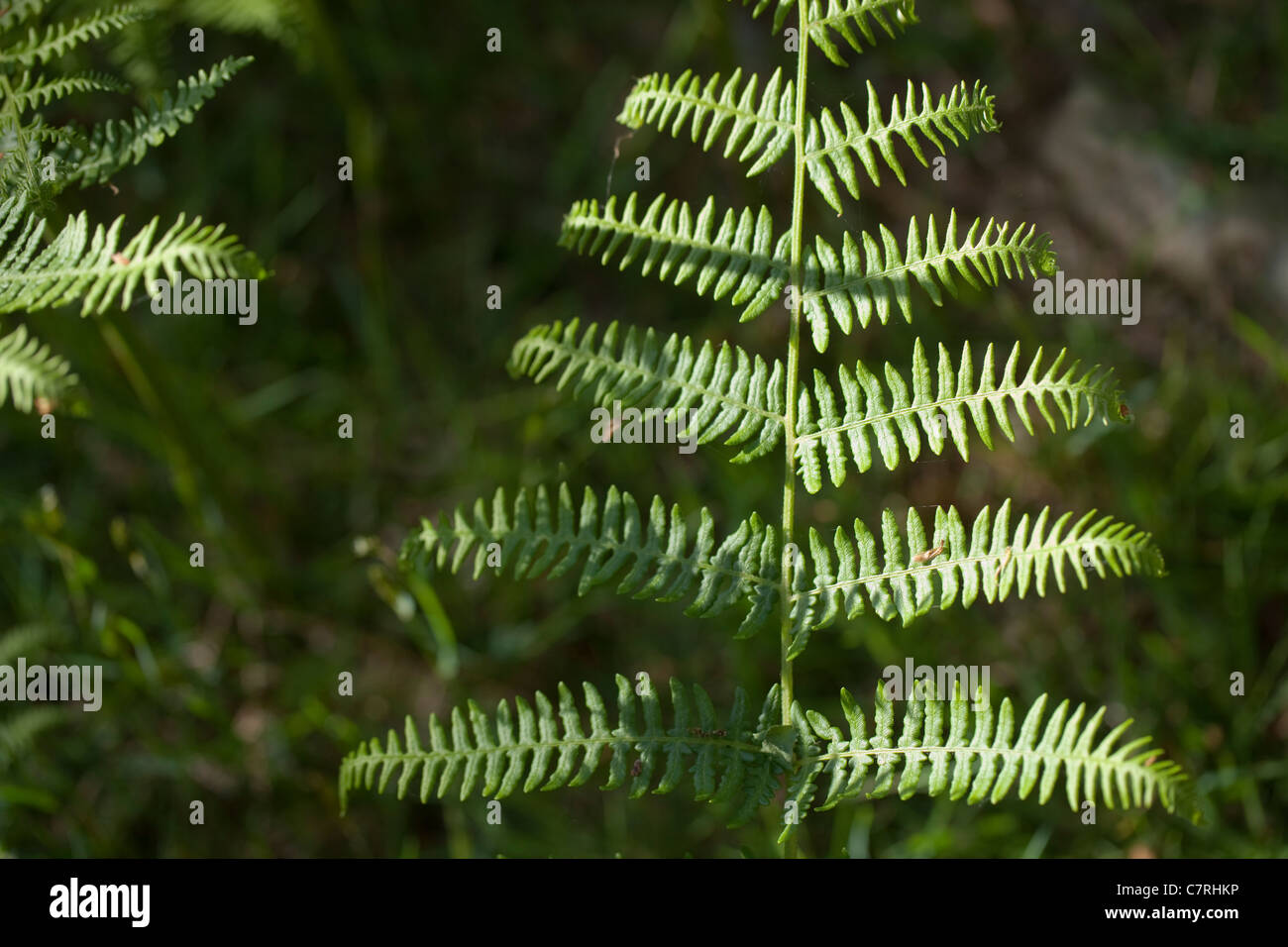Bracken (Pteridium aquilinum). Frond. Woodland. Spring, Norfolk ...