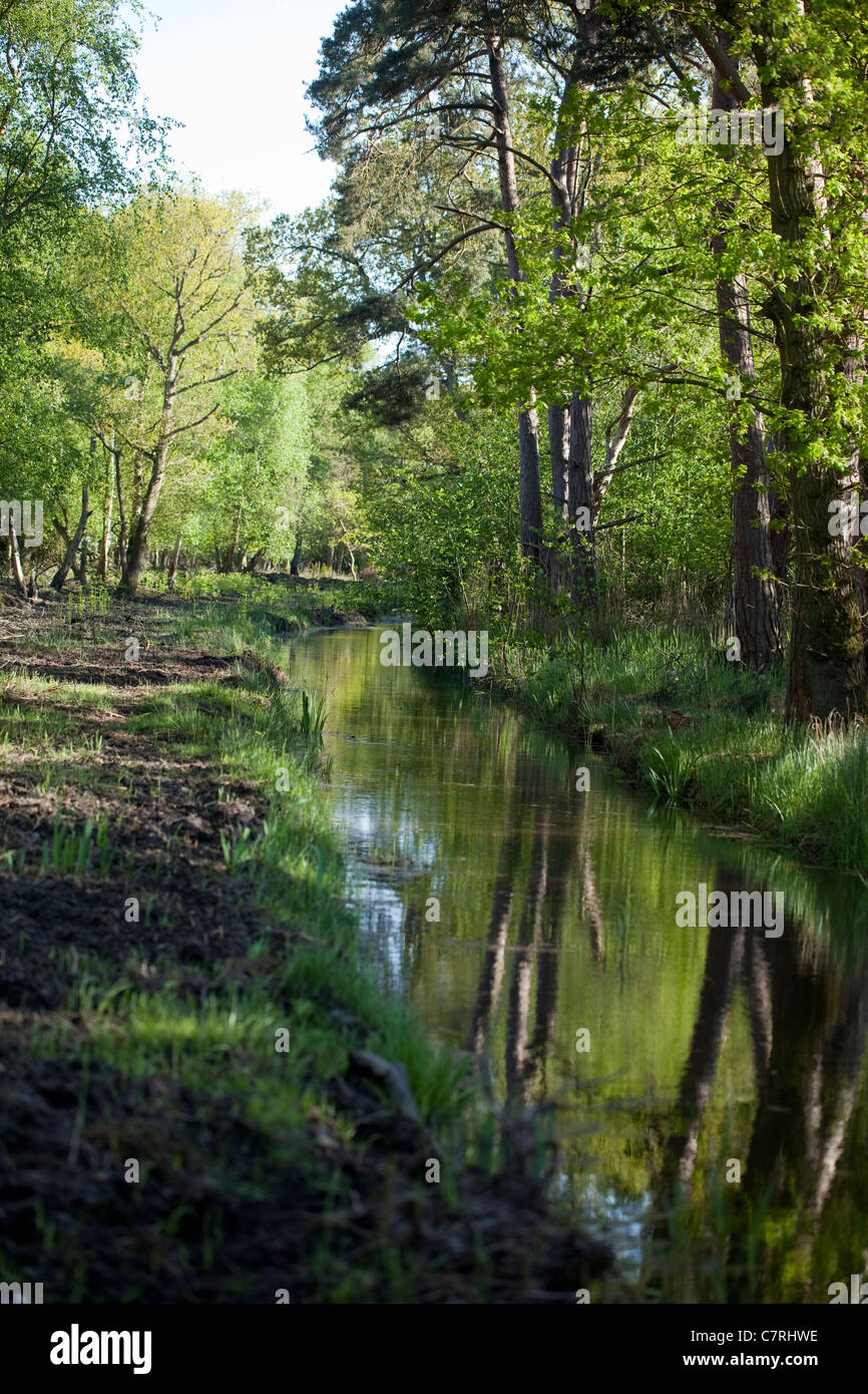 Drainage Dyke, within Calthorpe Broad NNR, in spring. Norfolk Stock ...