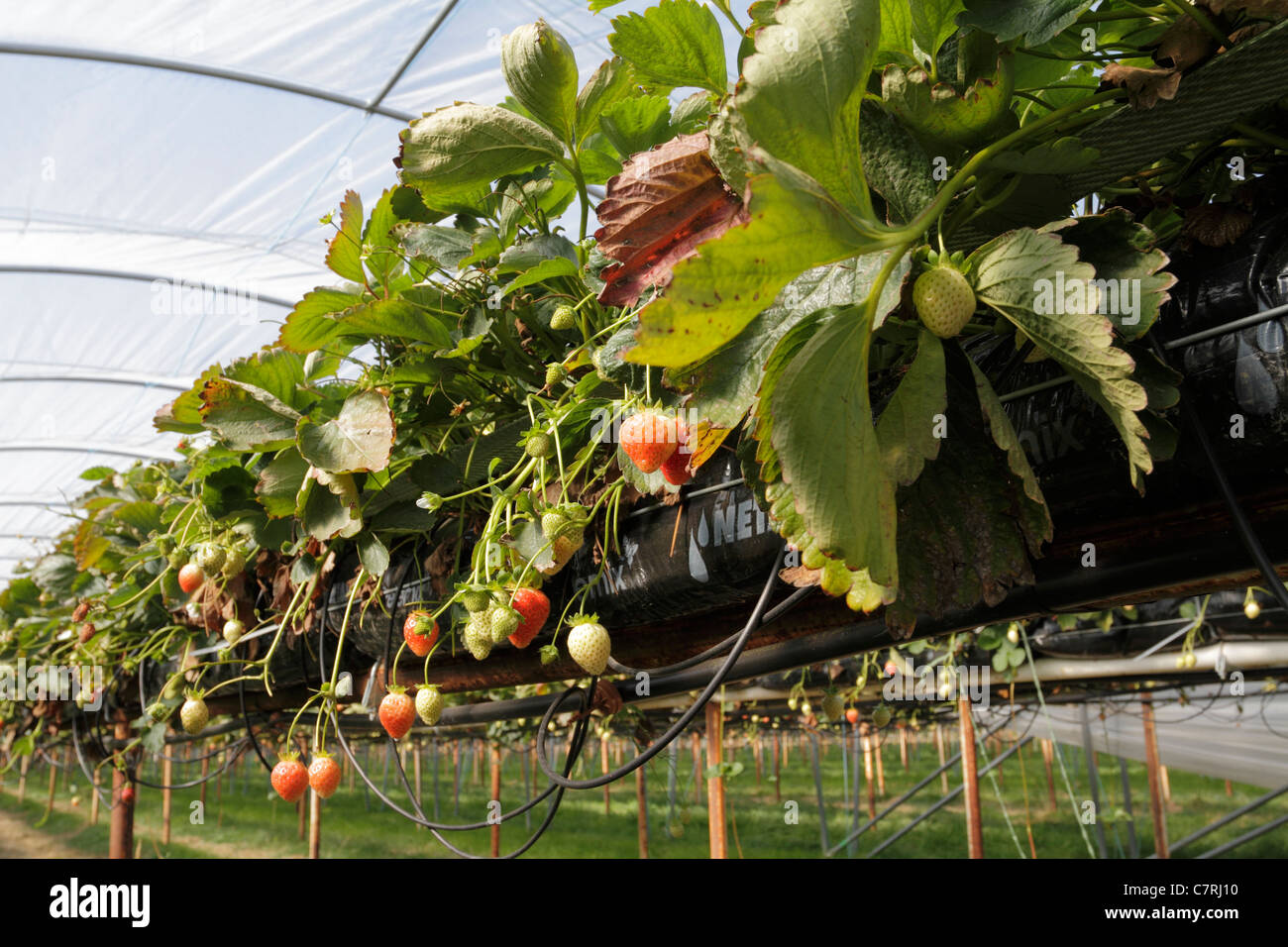 Strawberries growing in troughs above the ground in poly tunnels in ...