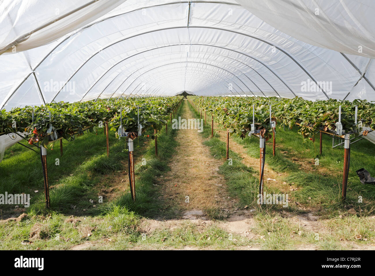 Strawberries growing in troughs above the ground in poly tunnels in ...