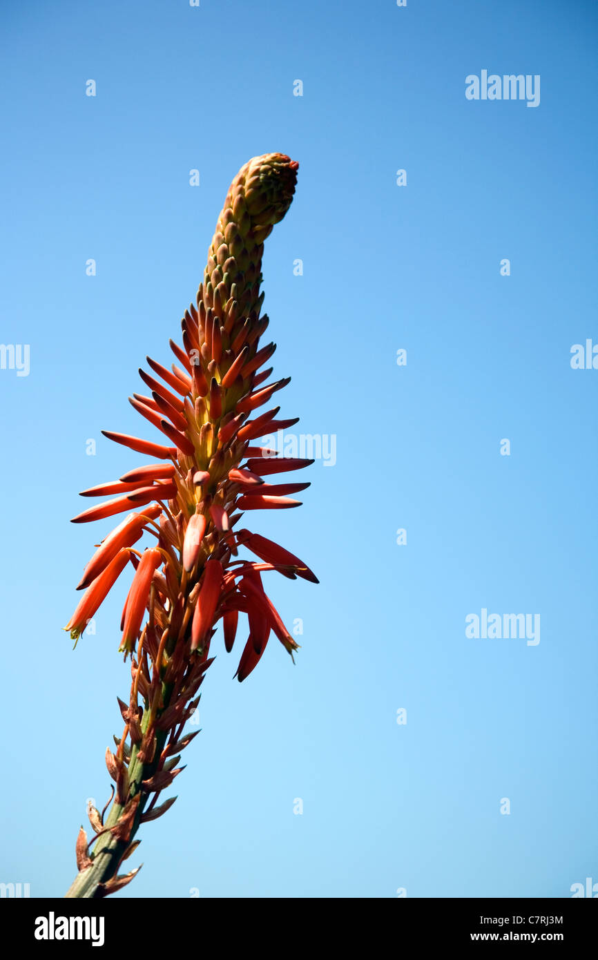 Orange flower aloe arborescens hi-res stock photography and images - Alamy