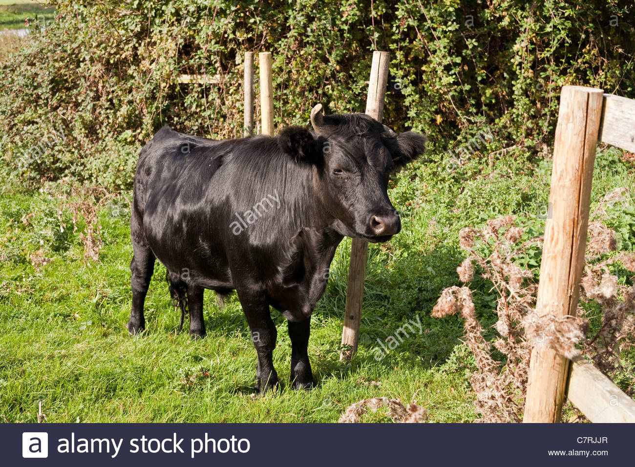 Dexter Cattle Stock Photos & Dexter Cattle Stock Images - Alamy