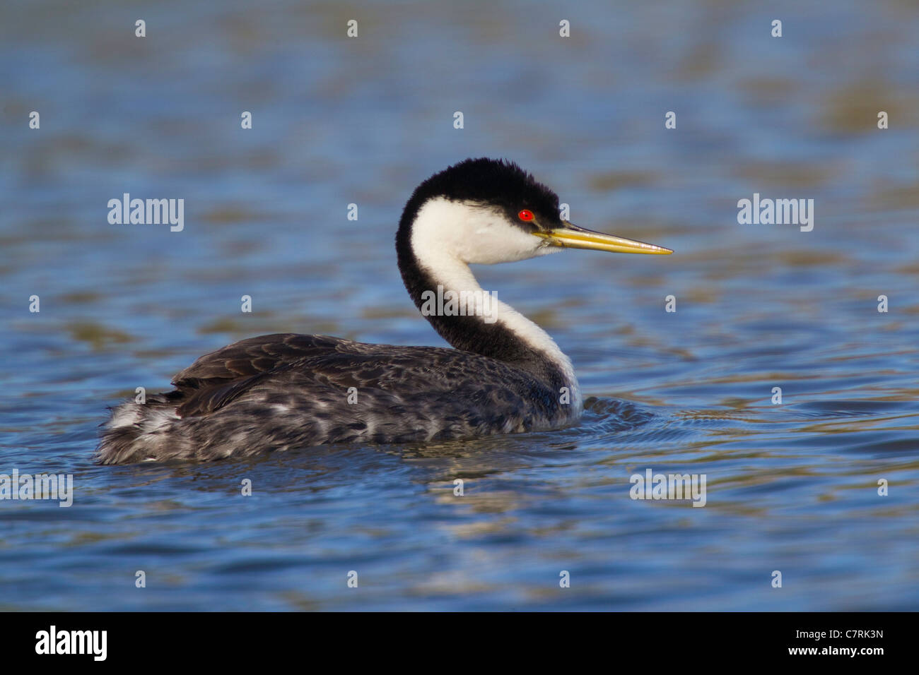 Grebe in flight hi-res stock photography and images - Alamy