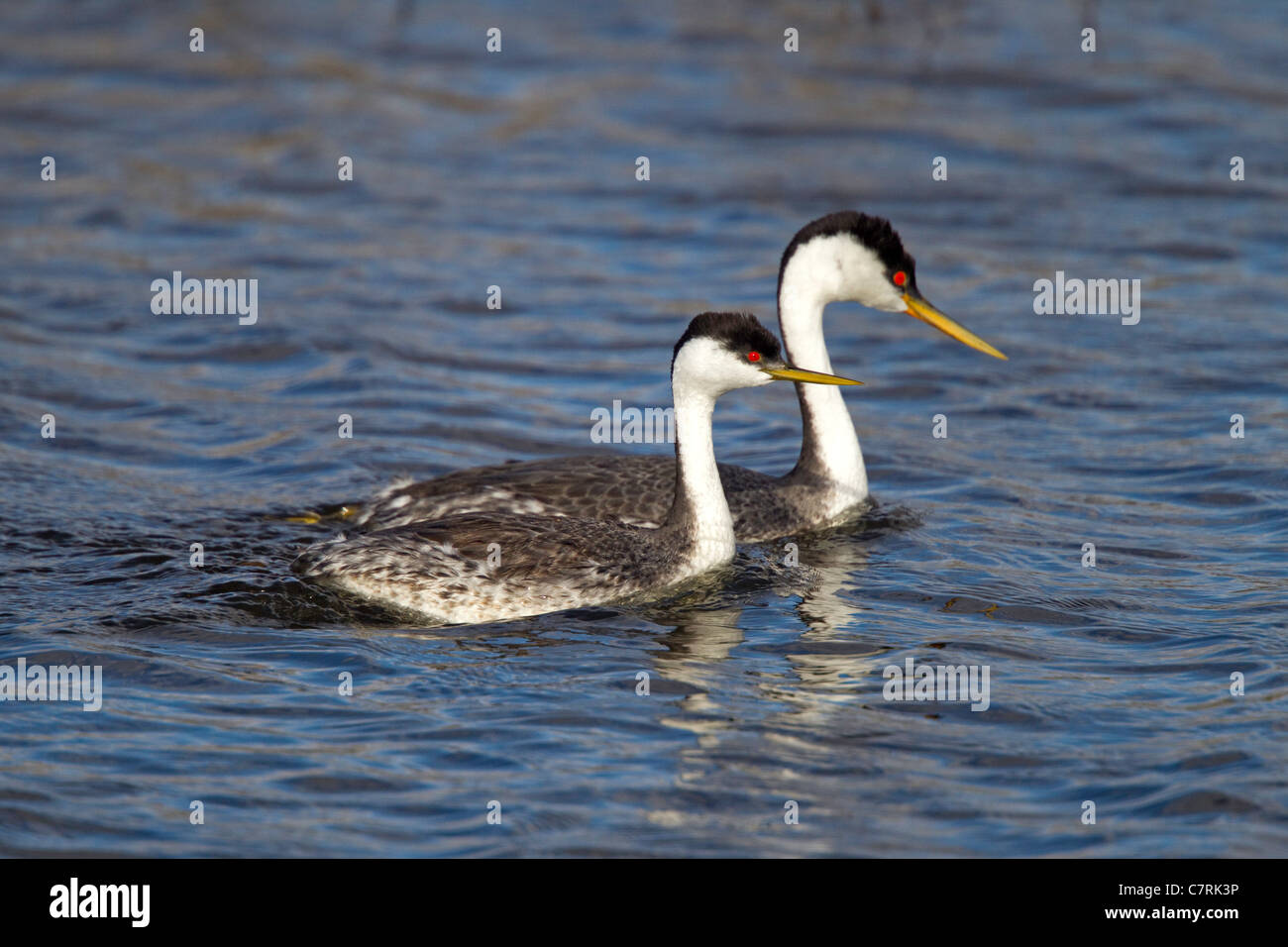 Grebe in flight hi-res stock photography and images - Alamy