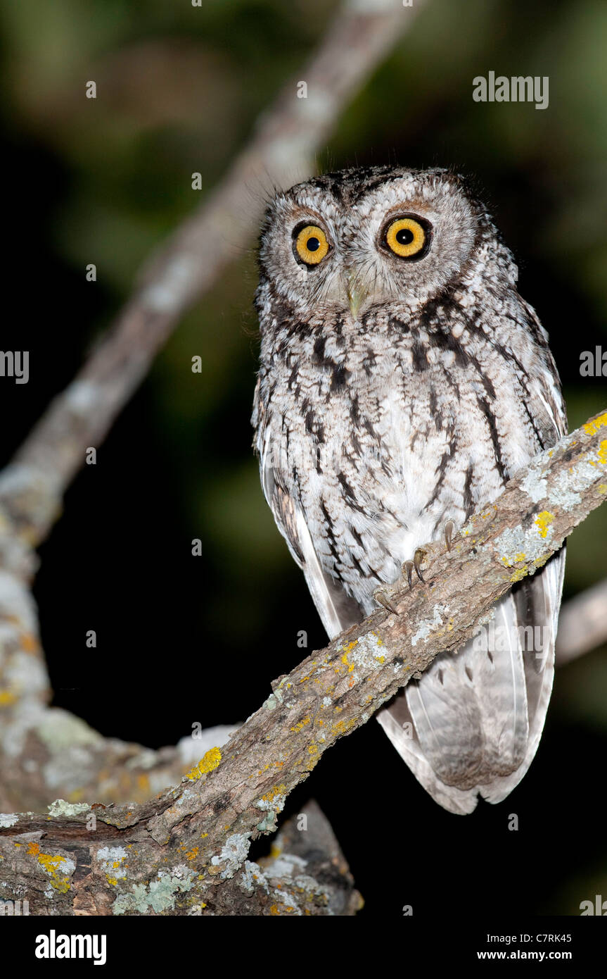 Whiskered screech owl hi-res stock photography and images - Alamy