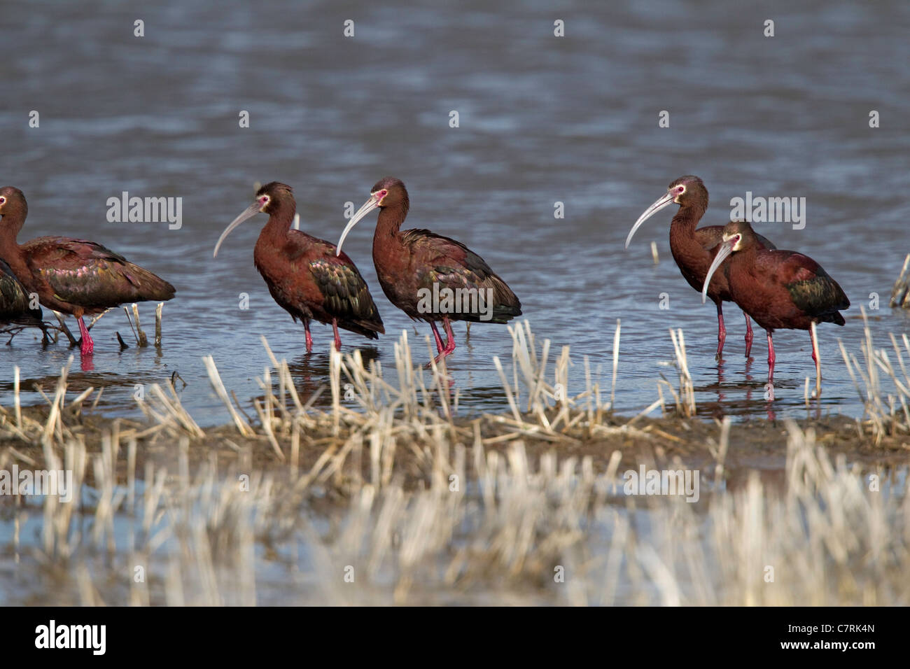 Animal predator wild wildlife hi-res stock photography and images - Alamy