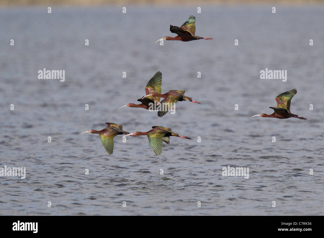 Animal predator wild wildlife hi-res stock photography and images - Alamy