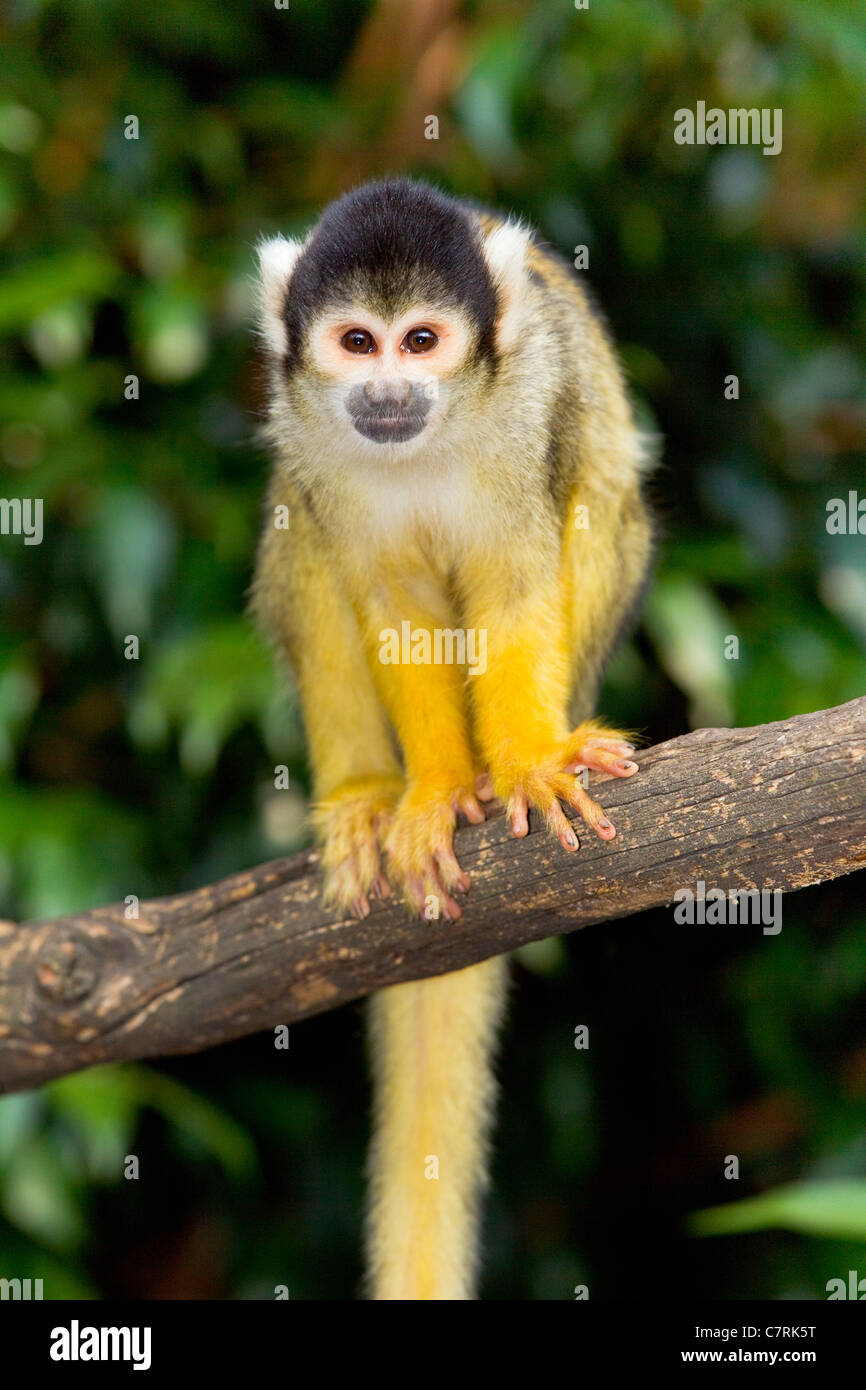 Black squirrel monkey ( Saimiri vanzolinii Stock Photo, Royalty Free ...