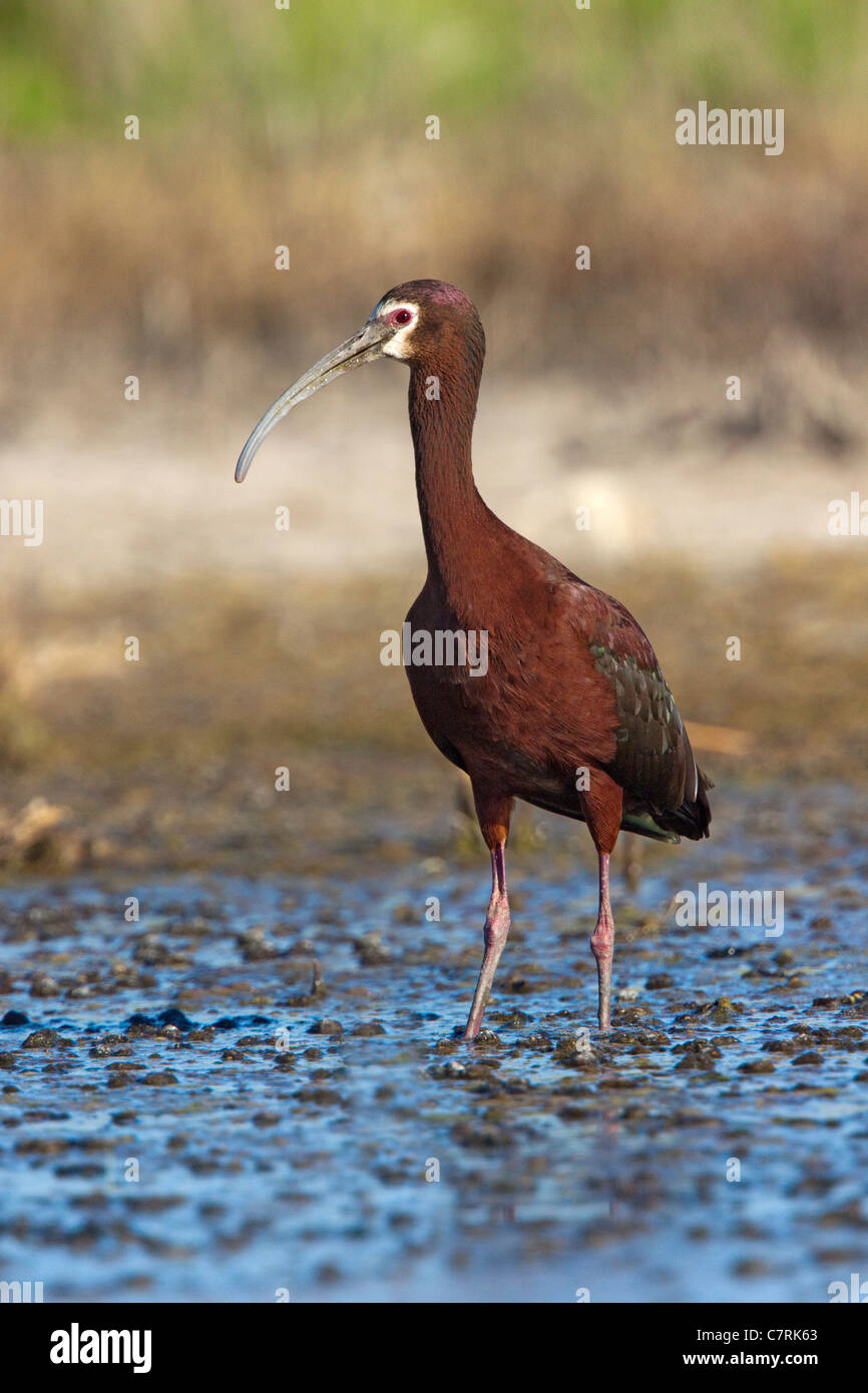 White-faced Ibis Plegadis chihi Kern River National Wildlife Refuge ...