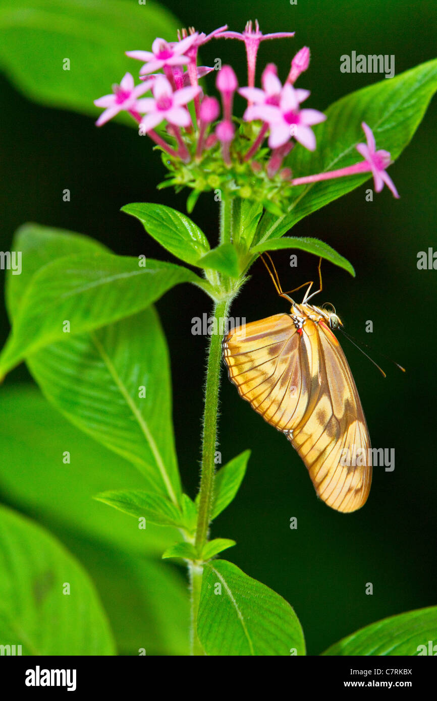 Iulia hi-res stock photography and images - Alamy