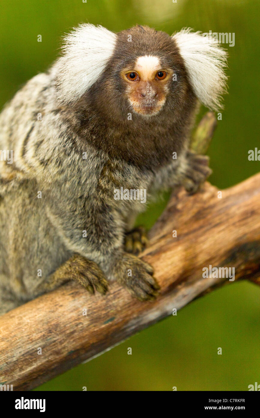 Common marmoset hi-res stock photography and images - Alamy