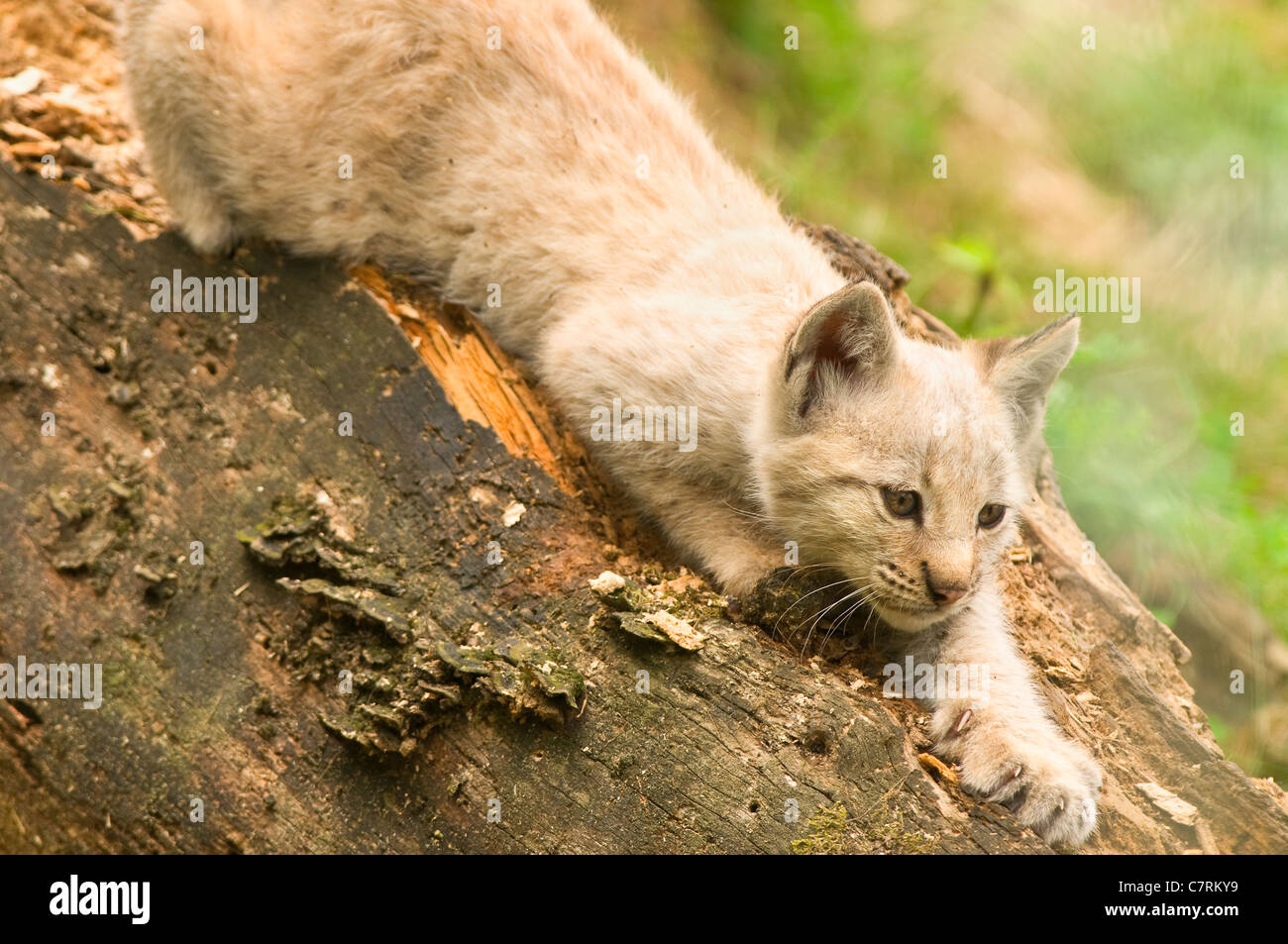 Baby lynx hi-res stock photography and images - Alamy