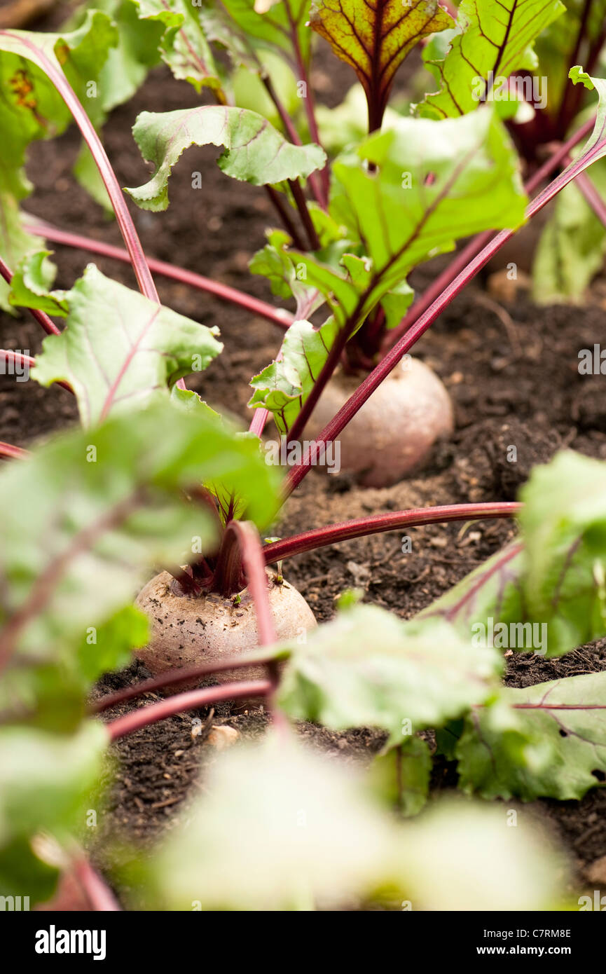 Beetroot growing united kingdom hi-res stock photography and images - Alamy