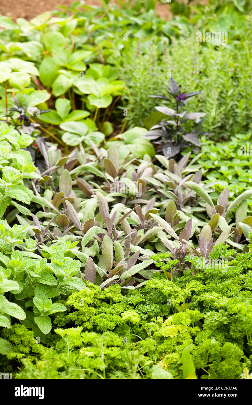 Herb garden hampton court hi-res stock photography and images - Alamy