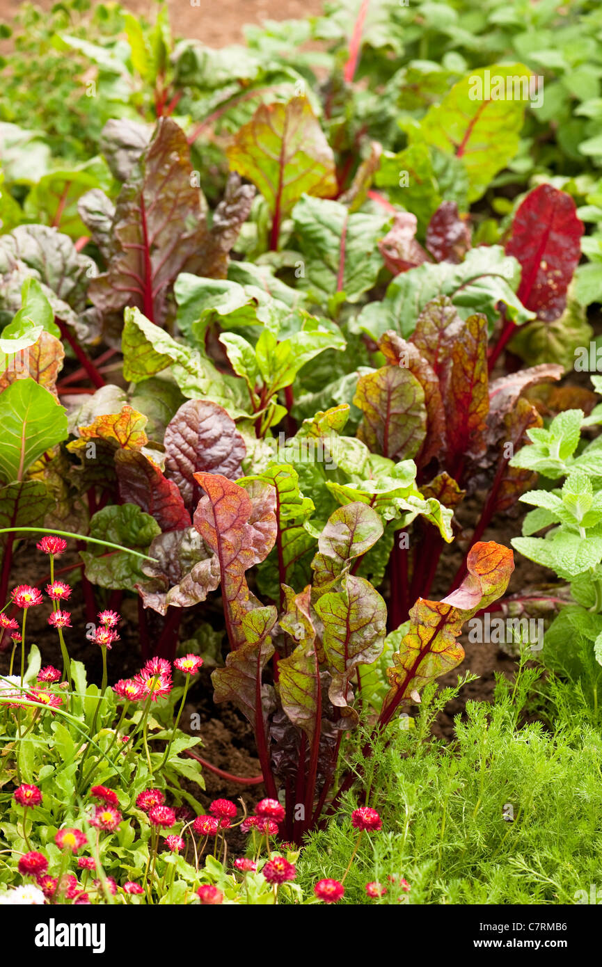 Beta vulgaris bed hi-res stock photography and images - Alamy