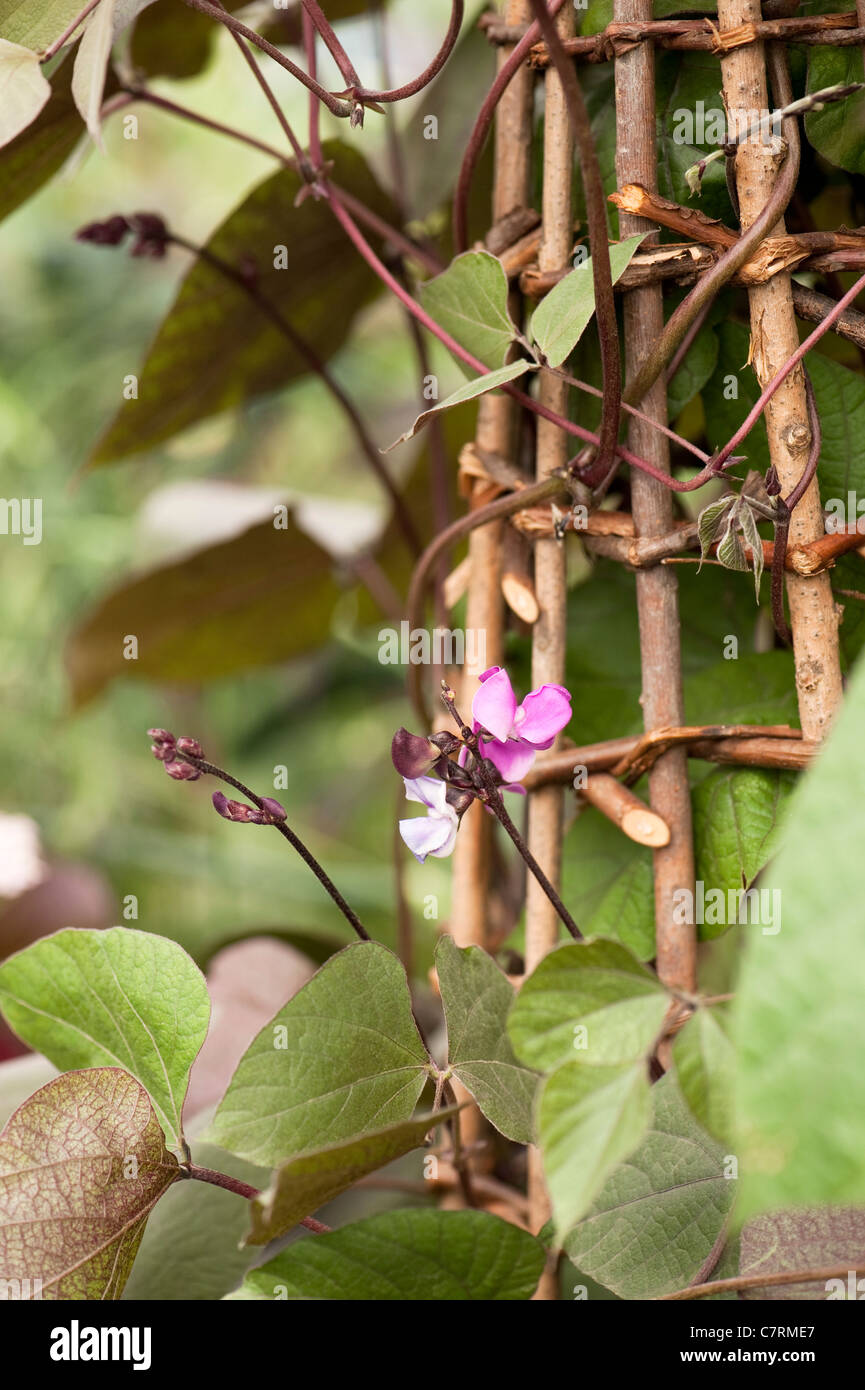 Lablab hi-res stock photography and images - Alamy