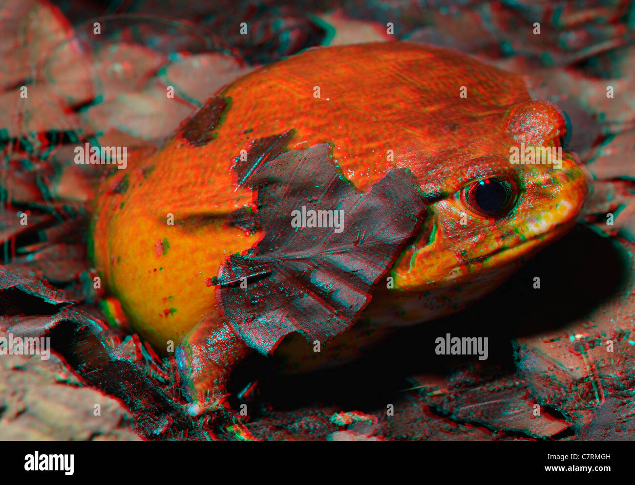 3d anaglyph image of a Madagascar tomato frog Stock Photo - Alamy