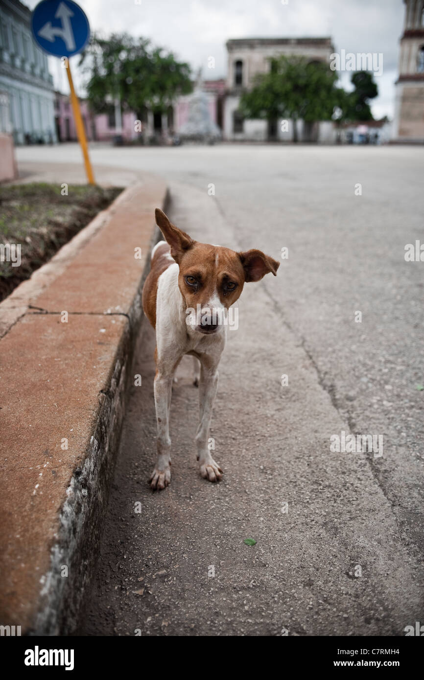 Dog strolling around the main square or remedios Cuba Stock Photo - Alamy