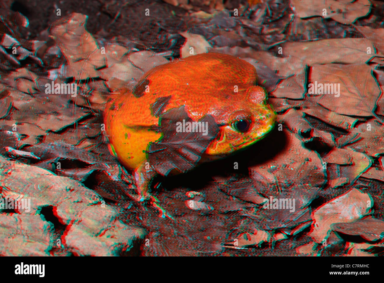3d anaglyph image of a Madagascar tomato frog Stock Photo - Alamy