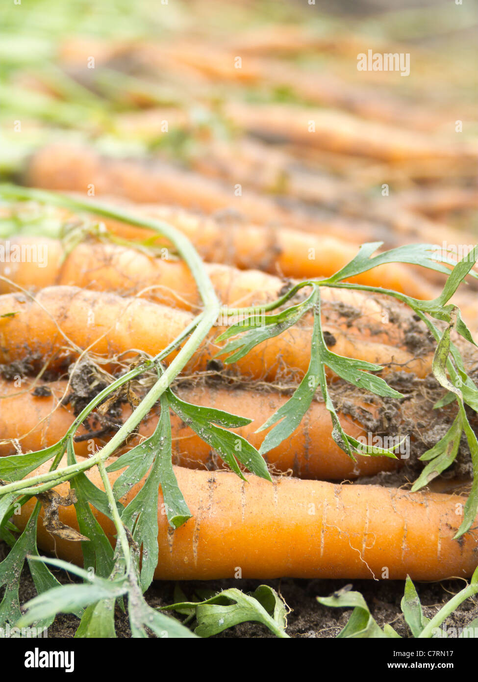 Carrot green crown hi-res stock photography and images - Alamy