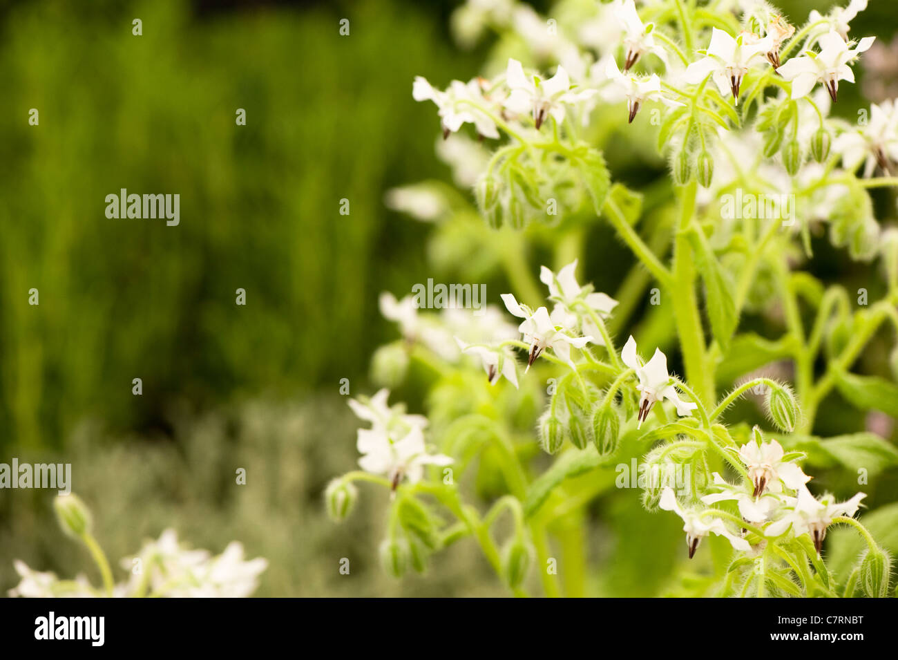 Borago officinalis 'Alba', White Borage Stock Photo - Alamy