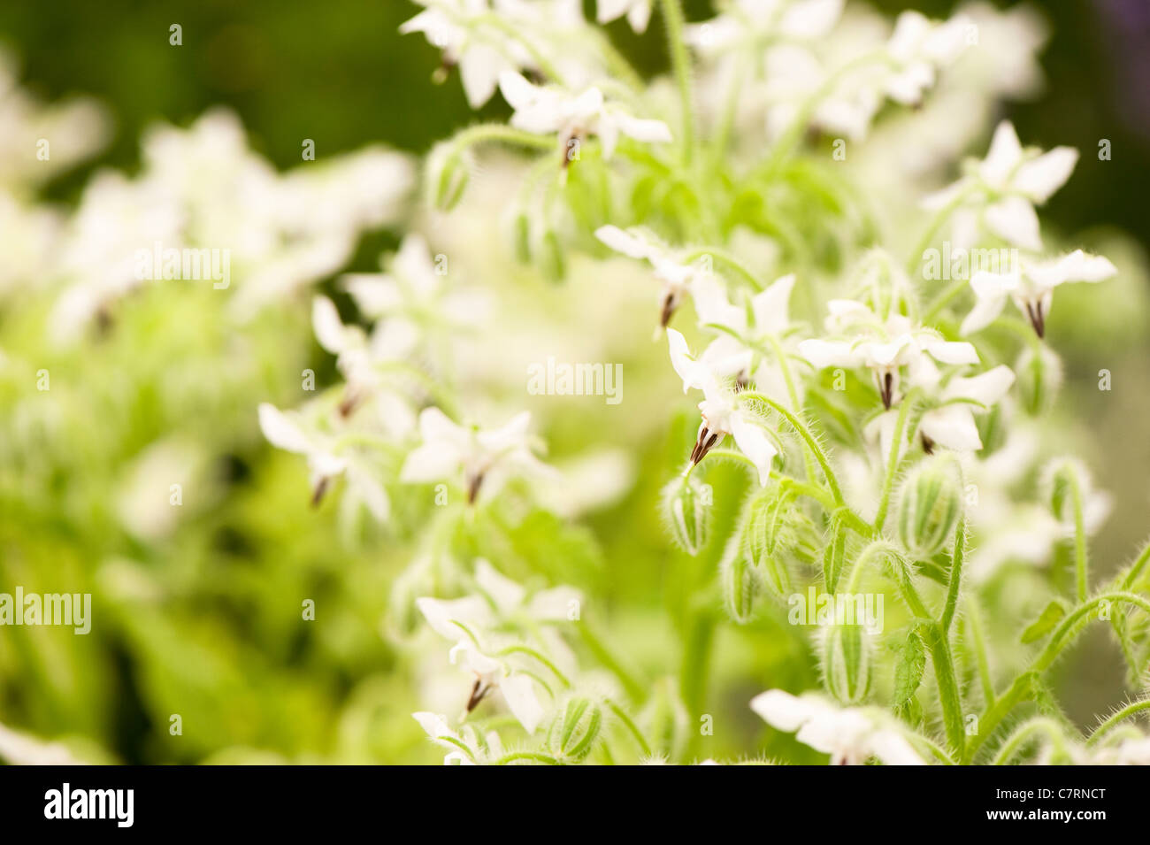 Borago officinalis 'Alba', White Borage Stock Photo - Alamy