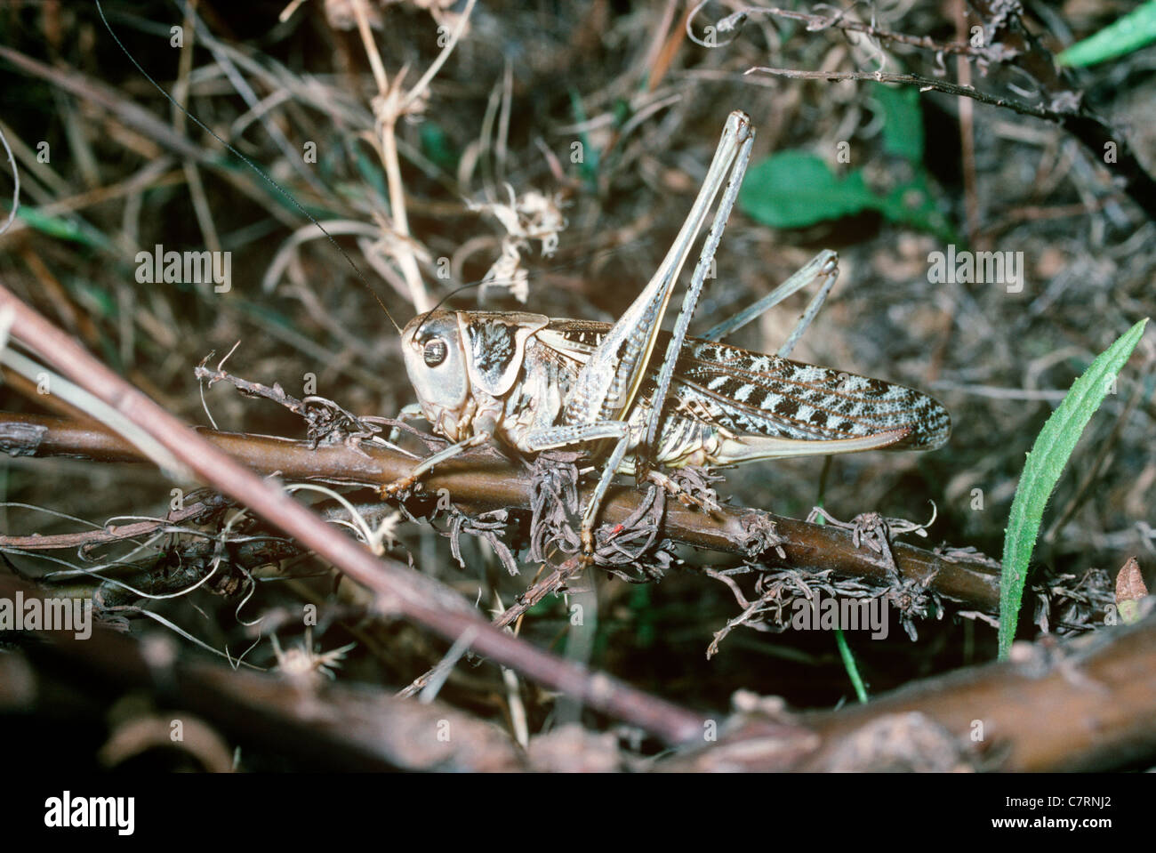 White-faced bush-cricket (Decticus albifrons: Tettigoniidae) female ...