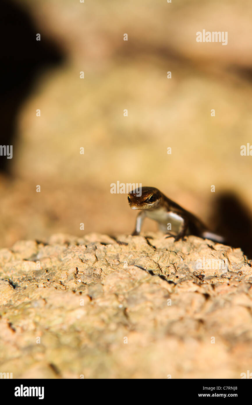 Seychelles gecko hi-res stock photography and images - Alamy