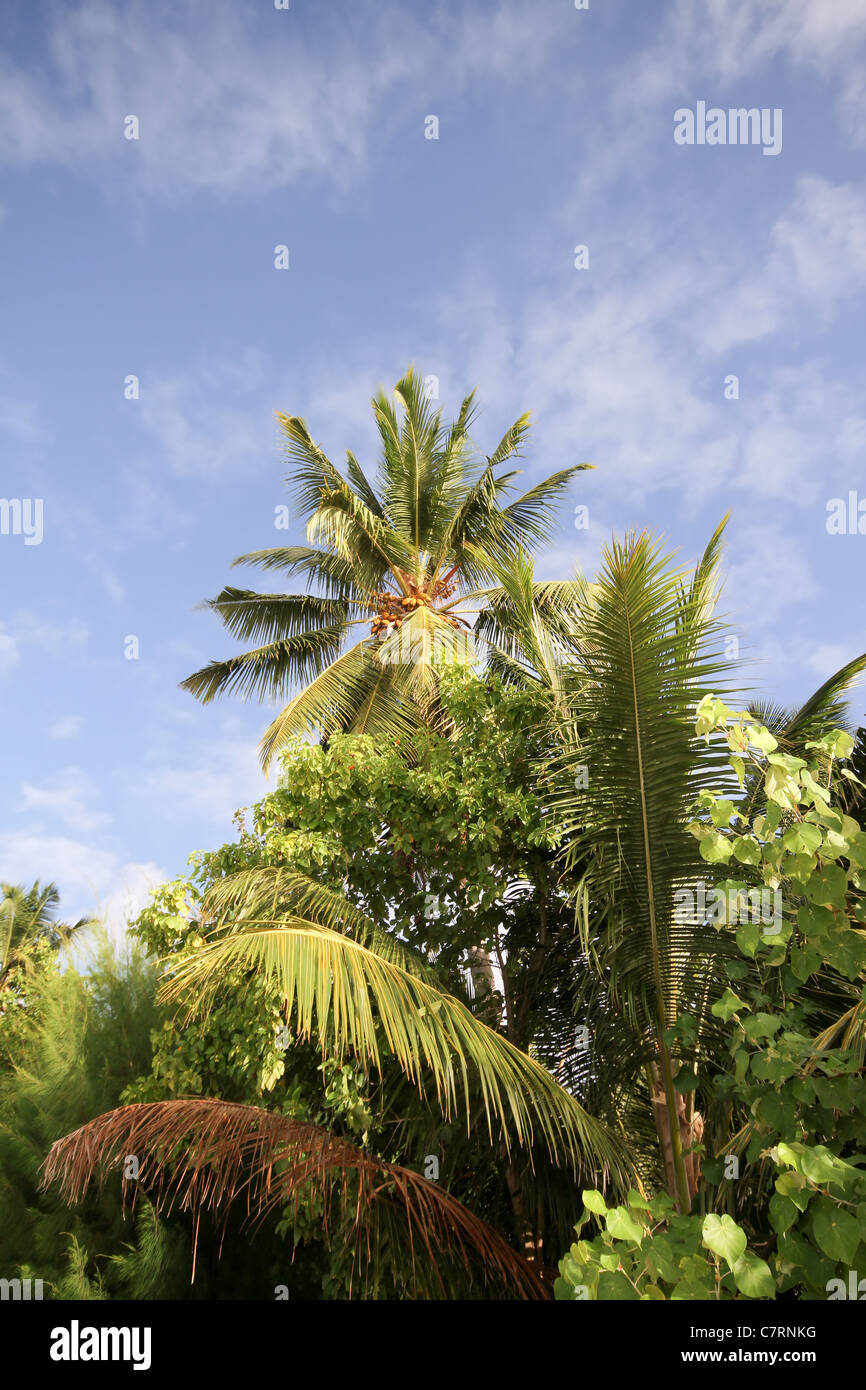 Praslin island wildlife hi-res stock photography and images - Alamy