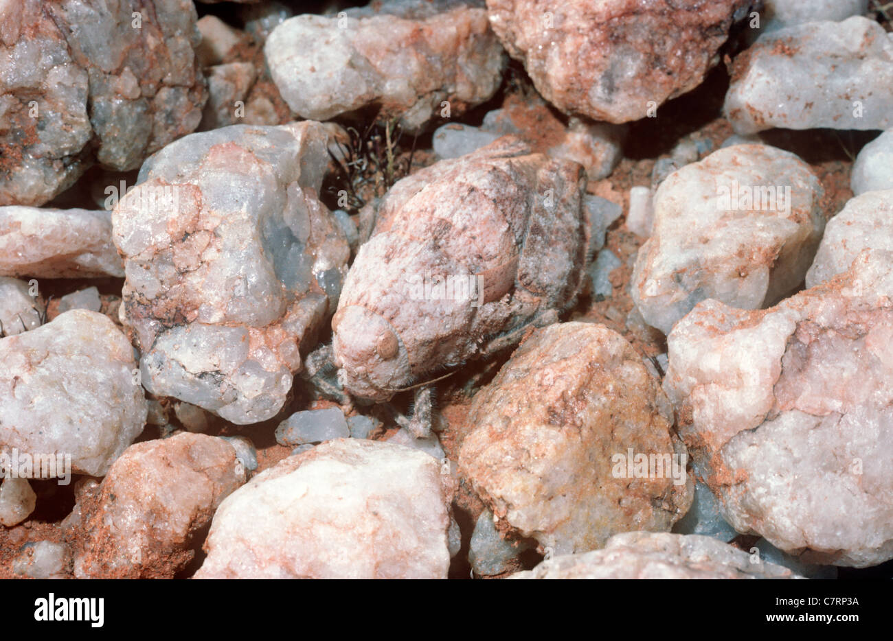 Toad grasshopper pamphagidae hi-res stock photography and images - Alamy