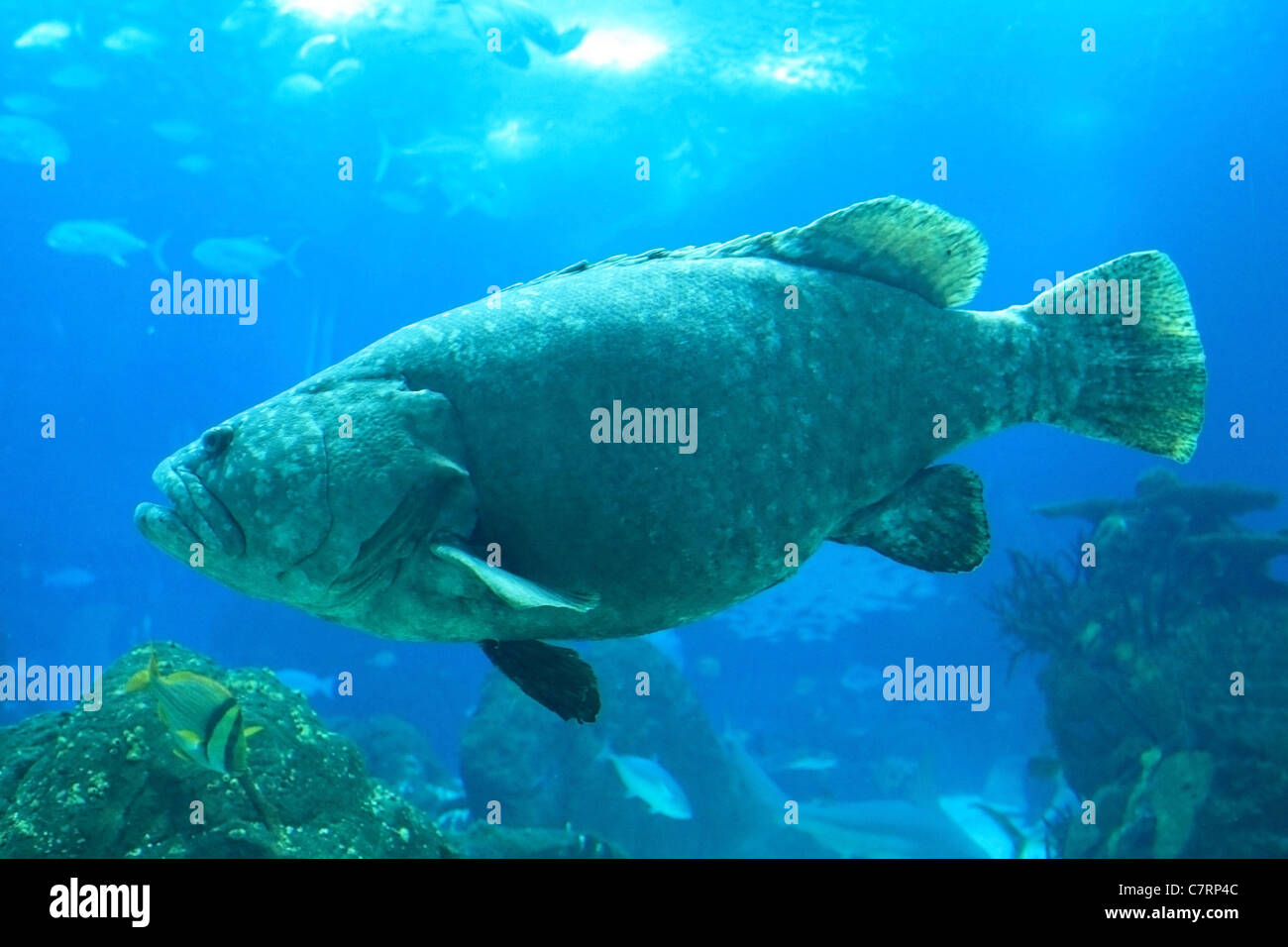 Grouper fish hi-res stock photography and images - Alamy