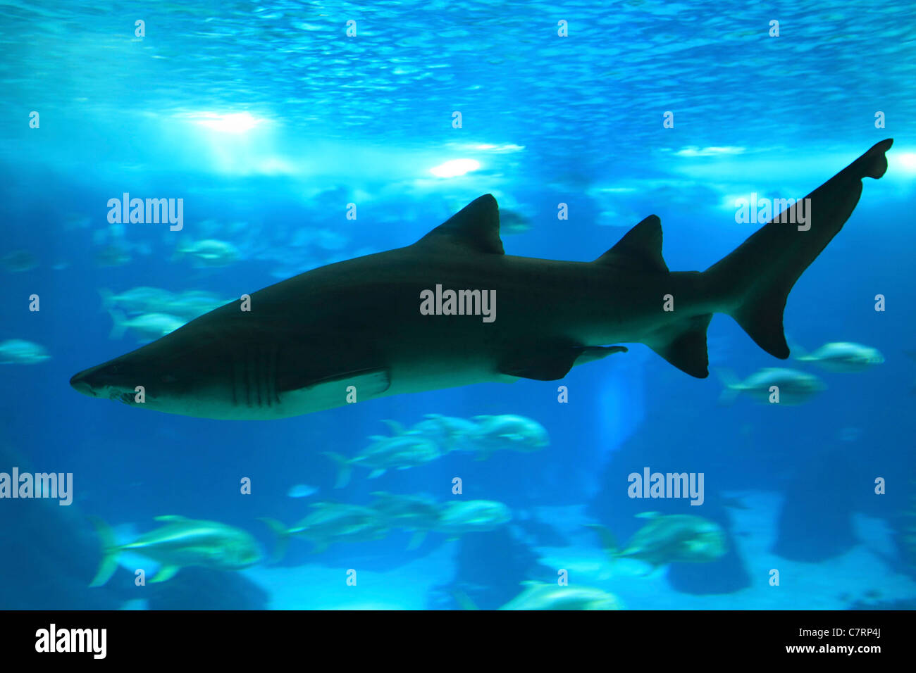 A shark swimming Stock Photo - Alamy