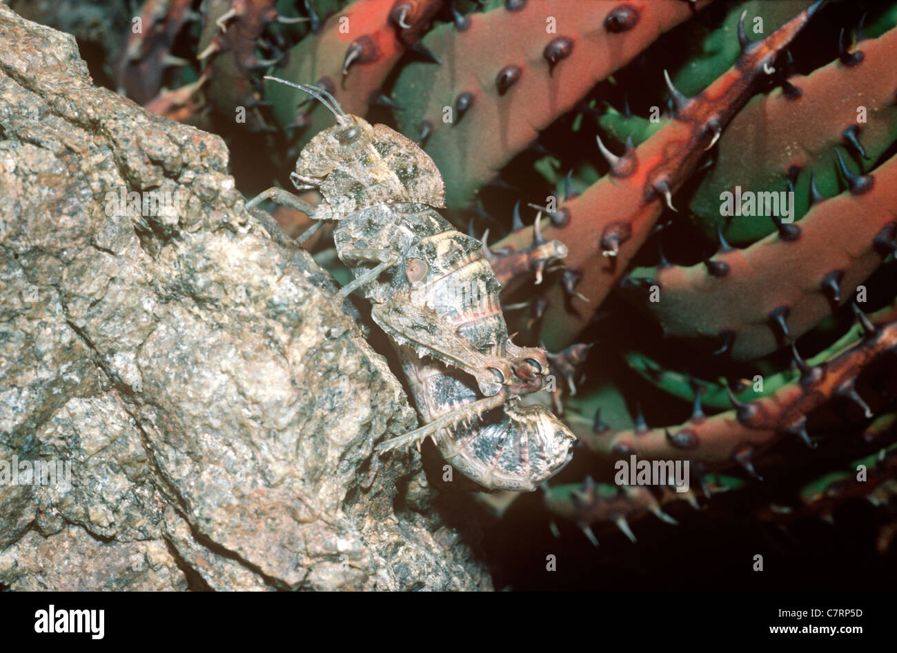 Toad grasshopper pamphagidae hi-res stock photography and images - Alamy