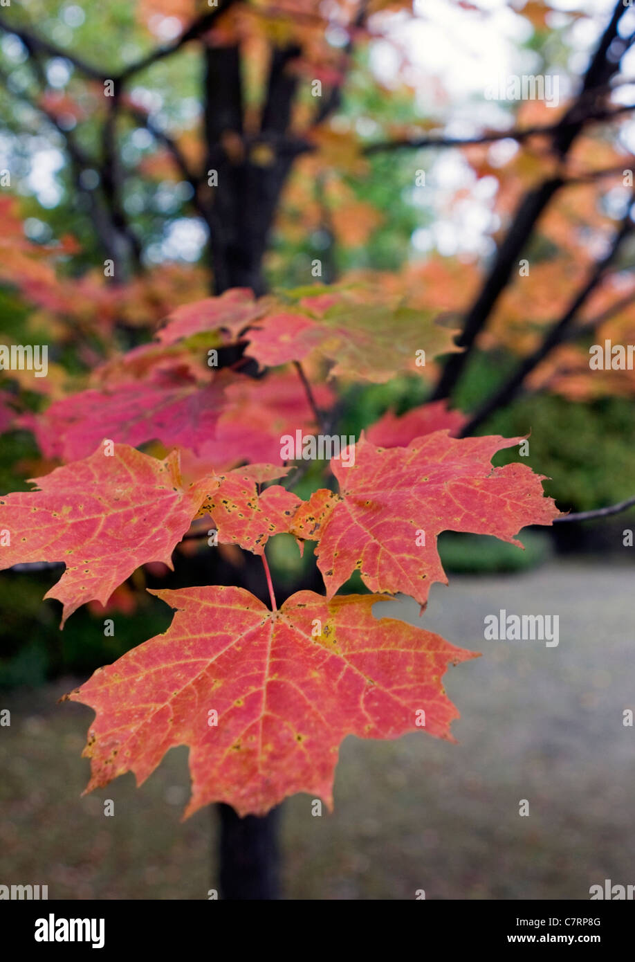 A maple tree exhibits fall colors on Washington Island in Wisconsin in ...