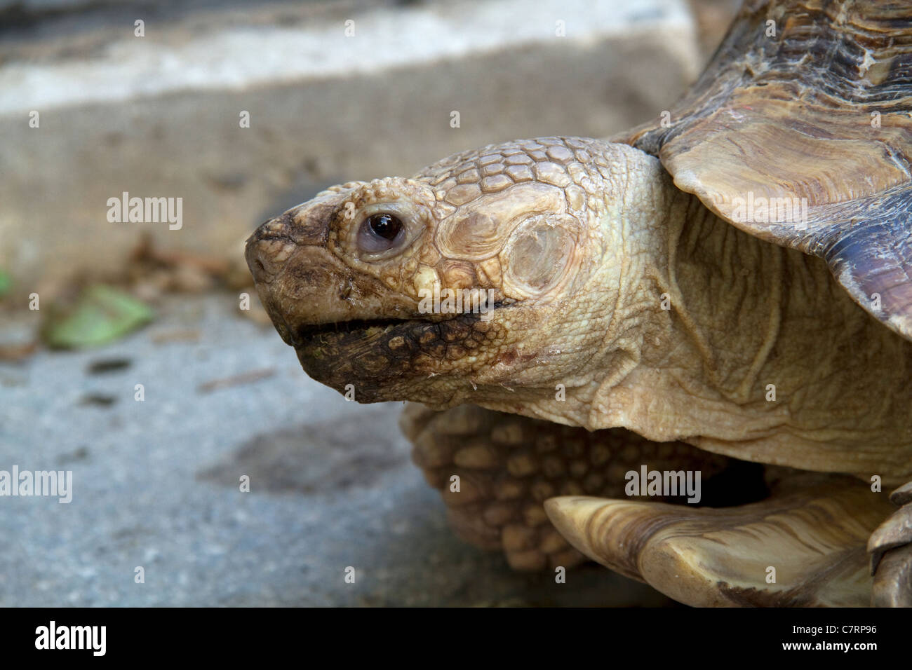 Tortoise face hi-res stock photography and images - Alamy